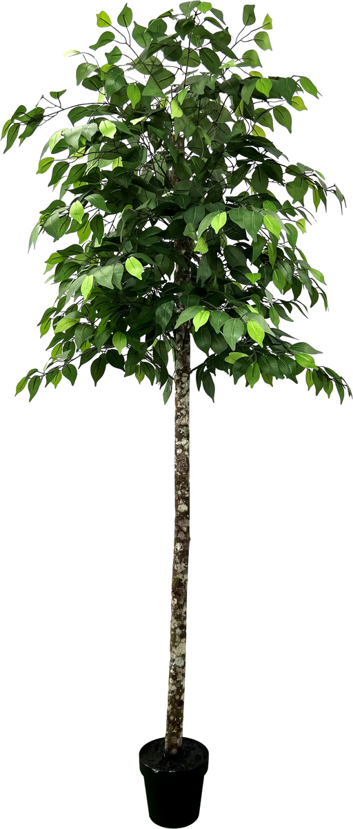 6.5' Artificial Modern Ficus Tree – Cypress and Alabaster